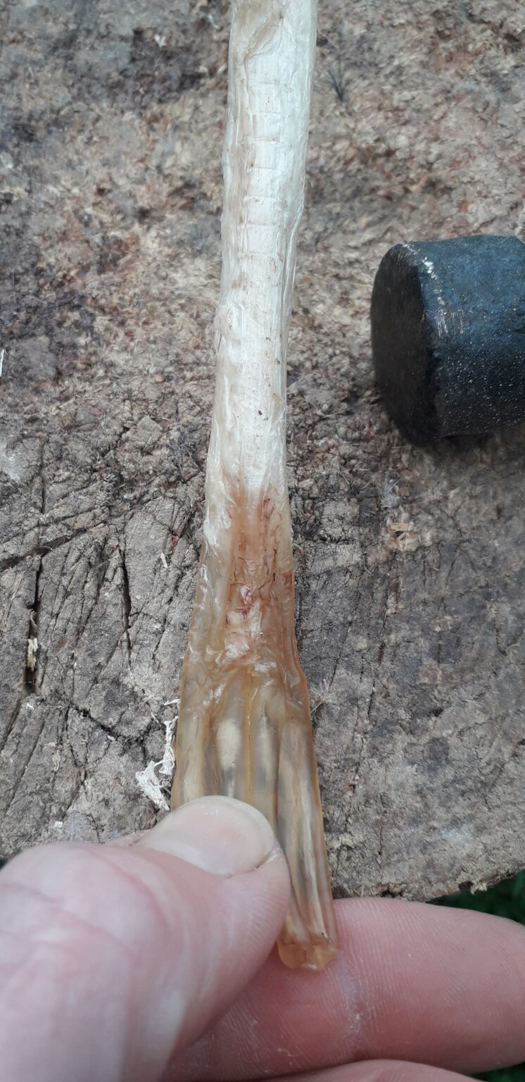 7 Important Steps to Processing Your Own Sinew (Guide) - Southmoor Bows