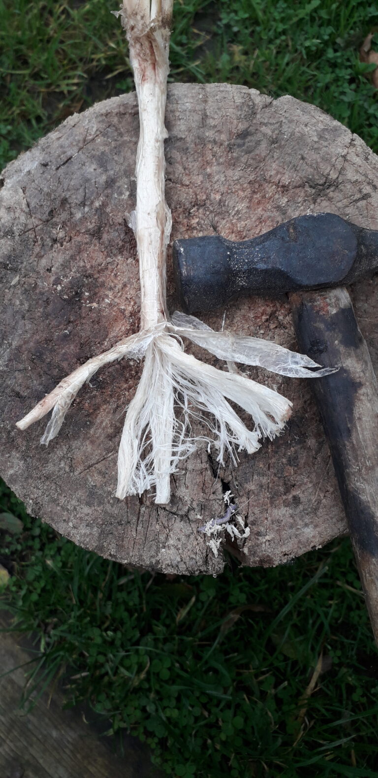 7 Important Steps to Processing Your Own Sinew (Guide) - Southmoor Bows